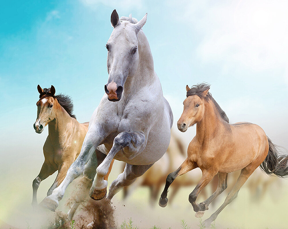 Фотообои Divino Decor "Лошади" С-079(Б-079) 300*238 фактура холст