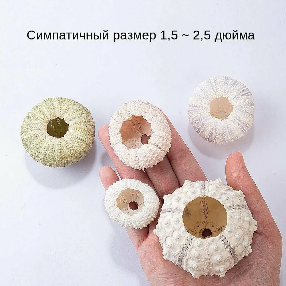 Морские раковины и ежи для декора интерьера, 5 шт, натуральные, диаметром 3 7 см