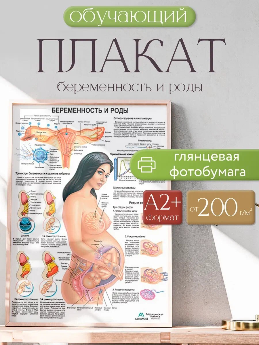 Беременность и роды, плакат глянцевый А2+, плотная фотобумага от 200г/м2