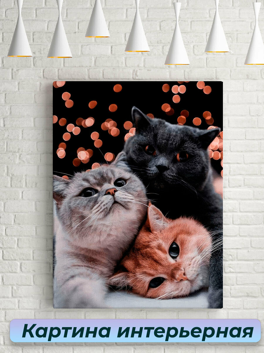Картины для интерьера 40х60 Кошки огни ночь