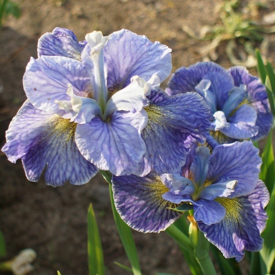 Ирис Магнетизм 1 шт