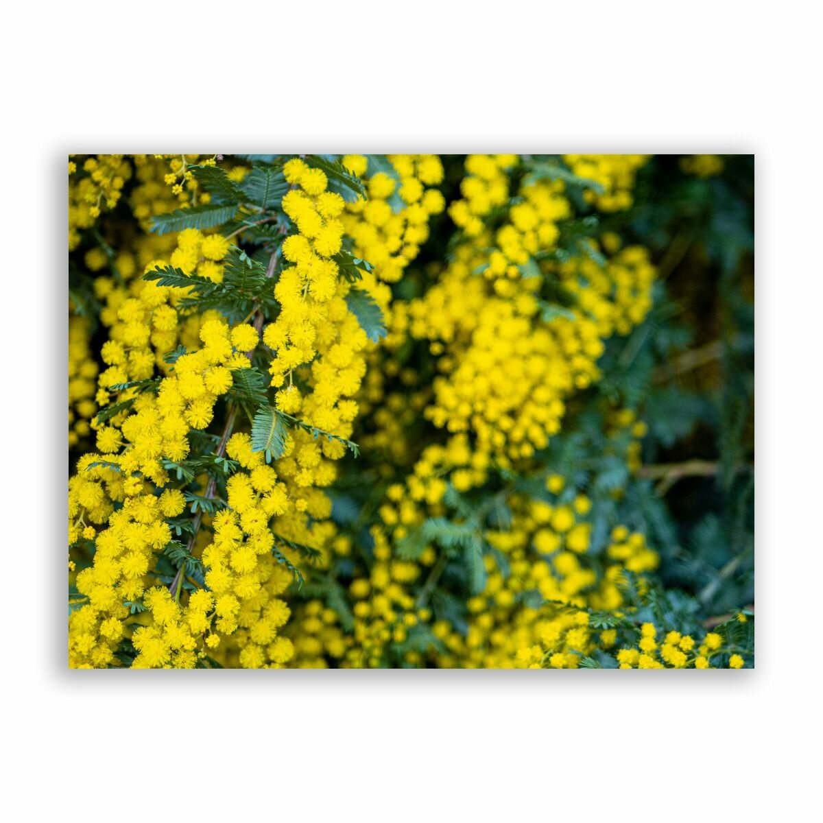 Постер цветы на бумаге / Мимоза / Размер 30 x 40 см
