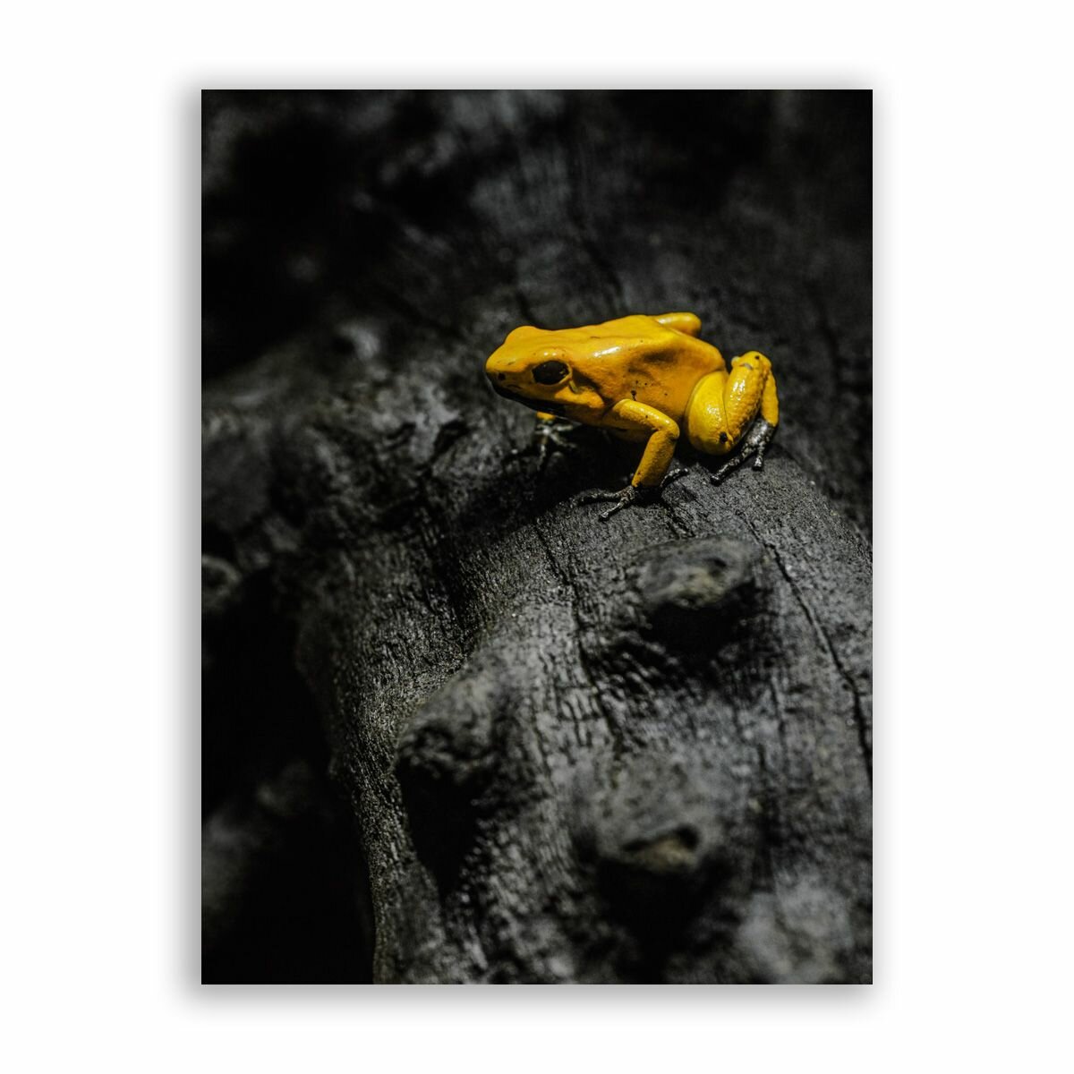Постер, плакат на бумаге / Лягушка / Размер 30 x 40 см