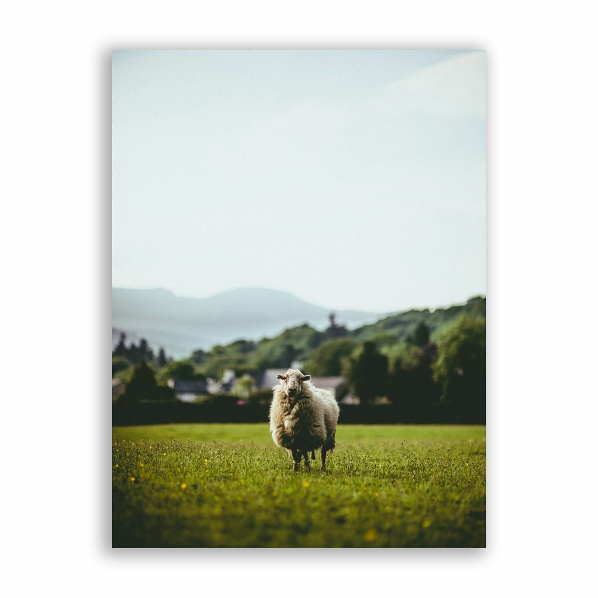 Постер, плакат на бумаге / Овцы / Размер 30 x 40 см