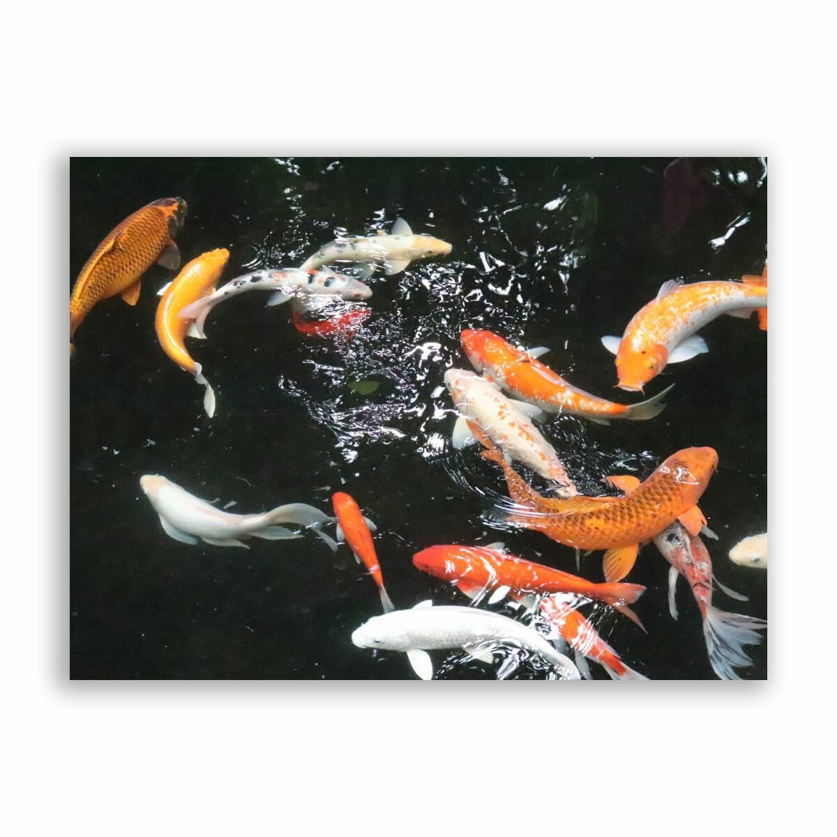 Постер, плакат на бумаге / Природа Китая - Карпы / Размер 30 x 40 см