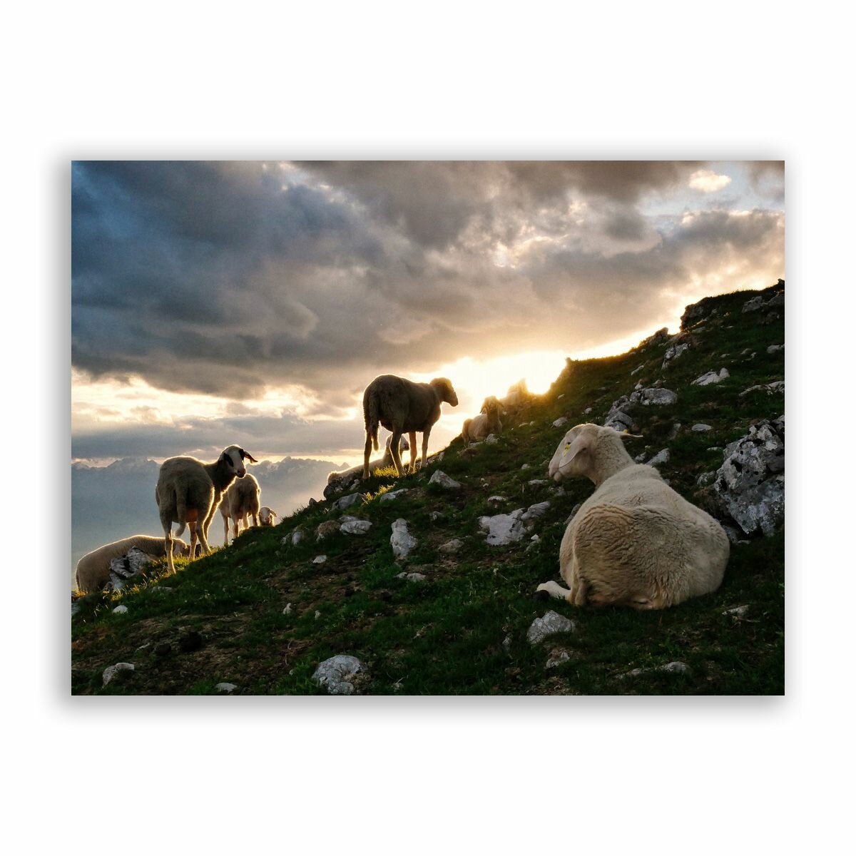 Постер, плакат на бумаге / Овцы / Размер 30 x 40 см