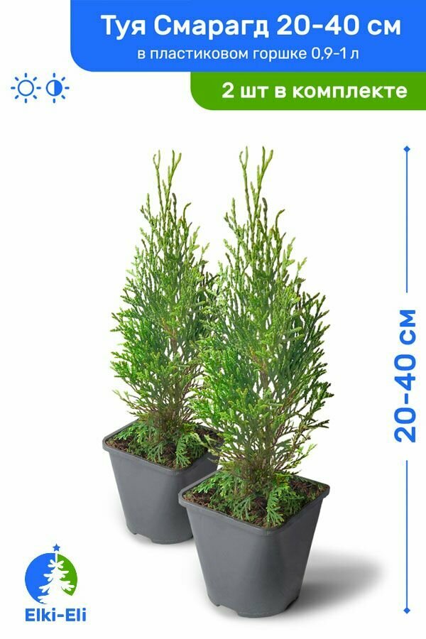 Туя западная Смарагд 20-40 см в пластиковом горшке 0,9-2 л, саженец, хвойное живое растение, комплект из 2 шт