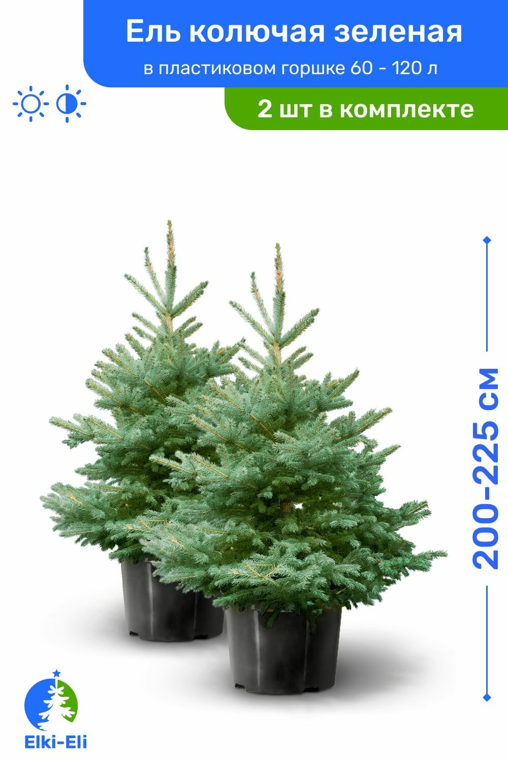 Ель колючая зелёная 200-225 см в пластиковом горшке 60-120 л, саженец, хвойное живое растение, комплект из 2 шт