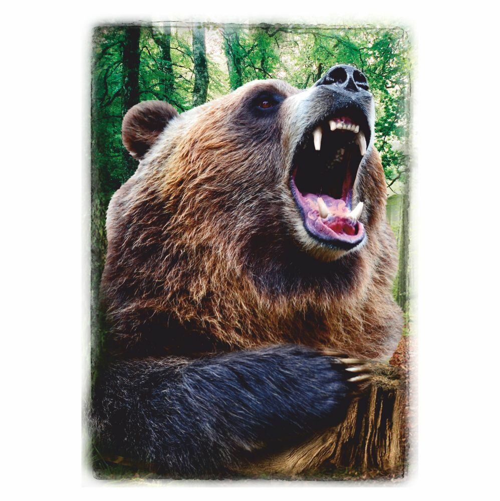 Портрет звери цветные "Медведь - ревун", средний, 250х350мм, Арт рэйсинг