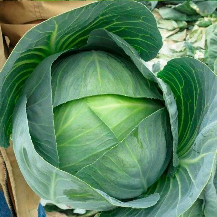 Коллекционные семена капусты б/к Корсума F1