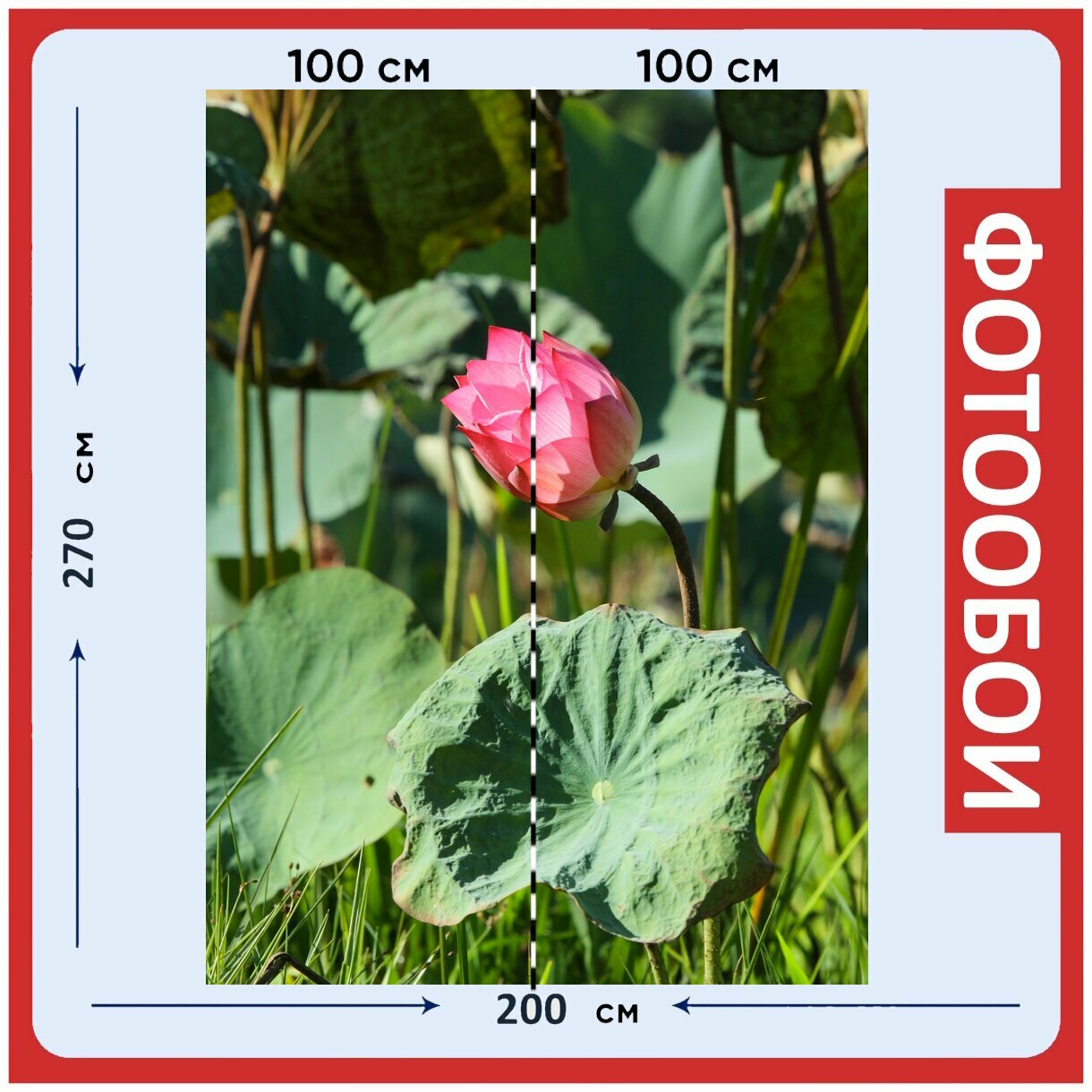 Фотообои "Английский лотоса, лотос, розовый" 200x270 см. флизелиновыена стену