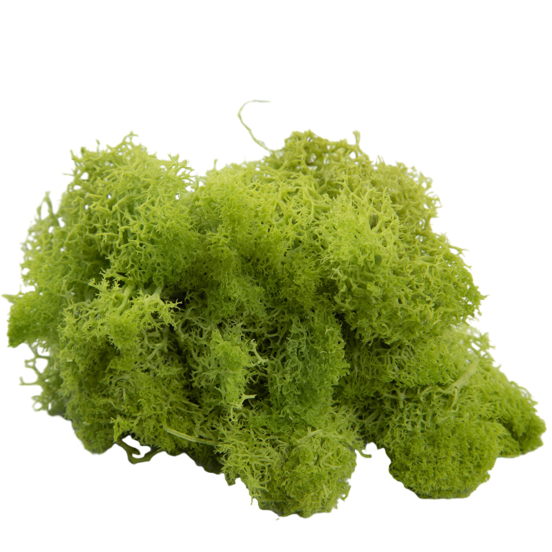 Вечный мох, имитация оленьего мха, желто-зеленый, для украшения стен, подарочной коробки