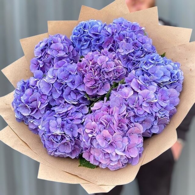 Букет из фиолетовых гортензий 11 шт, красивый букет цветов, шикарный, премиум цветы, премиум букет
