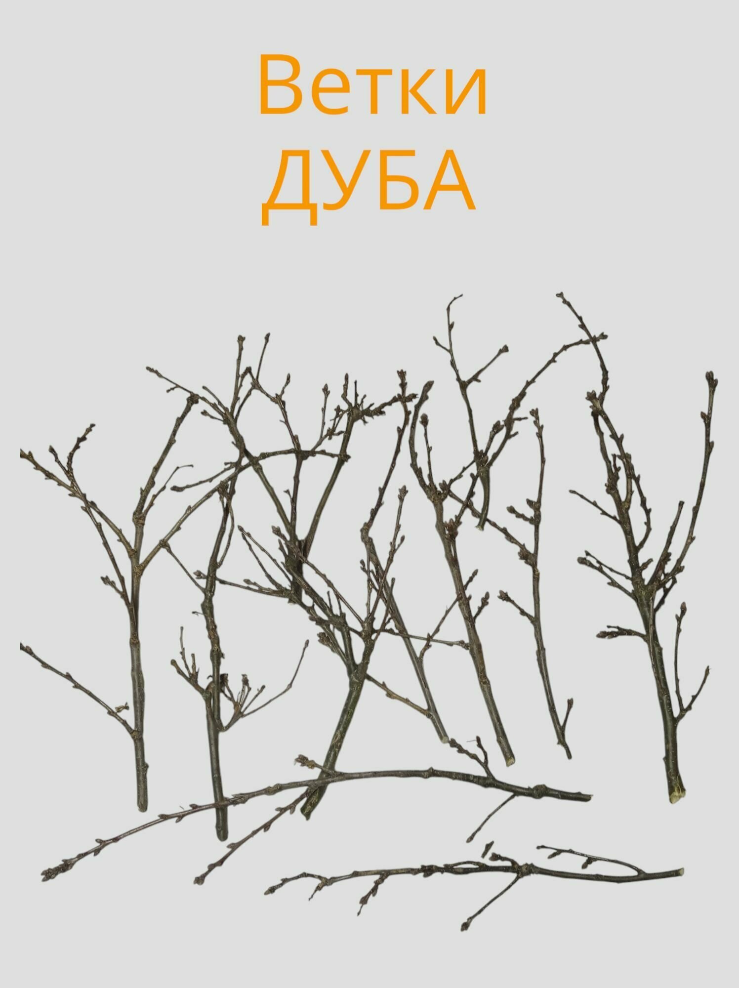 Ветки дуба натуральные.