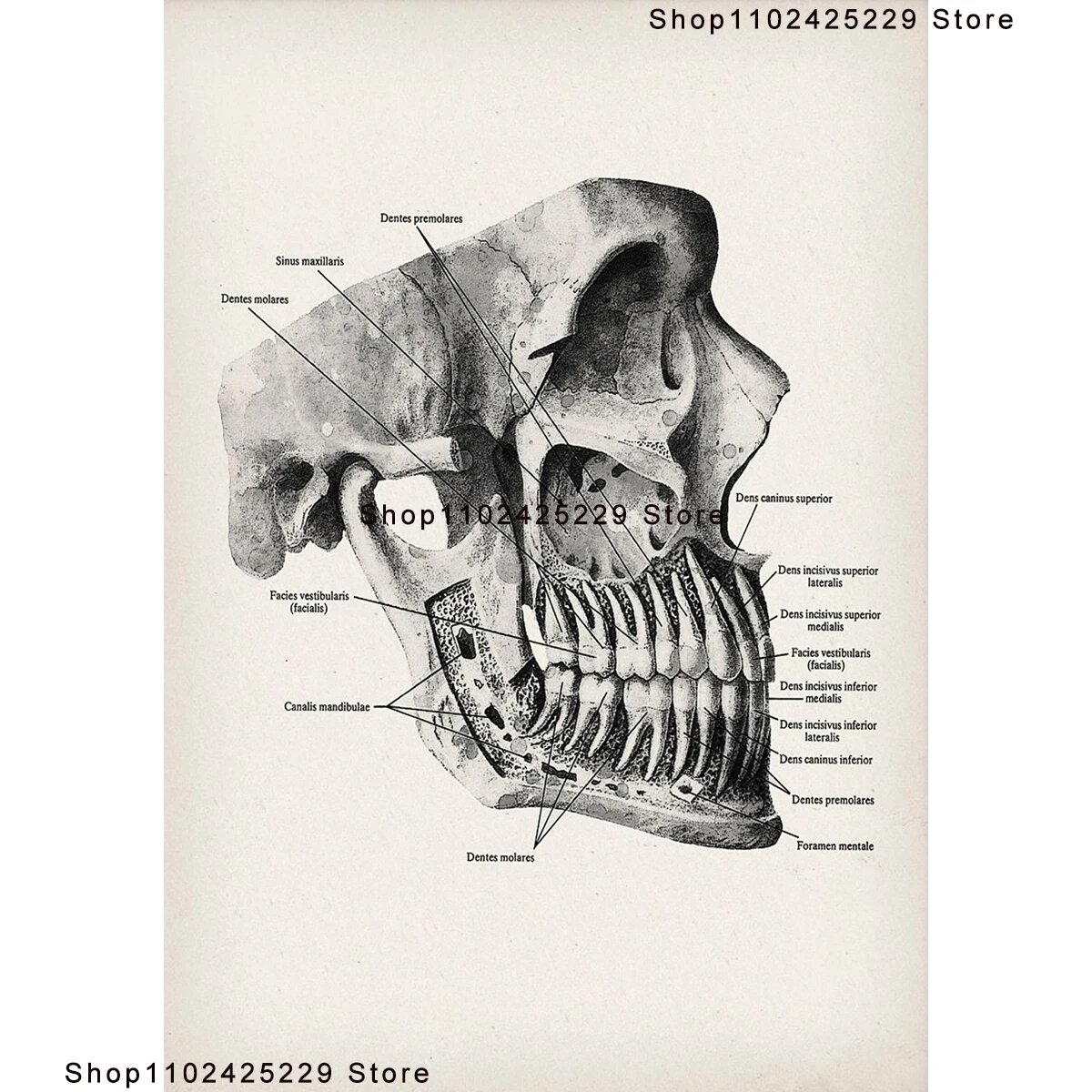 Плакаты для стоматологии, современный стиль 6, 70X100cm Unframed