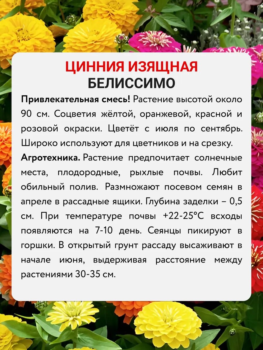 Семена для сада Поиск Цинния Мексика Ольмека, Изящная: Белиссимо, Пани, Павлин — фото 1