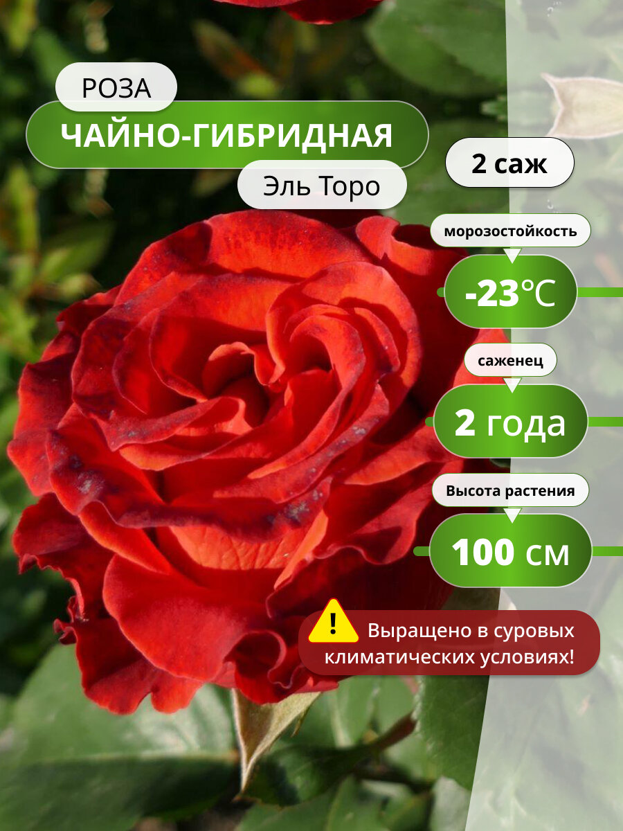 Роза чайно-гибридная Эль Торо (Jel Toro) 2 шт / розы красные