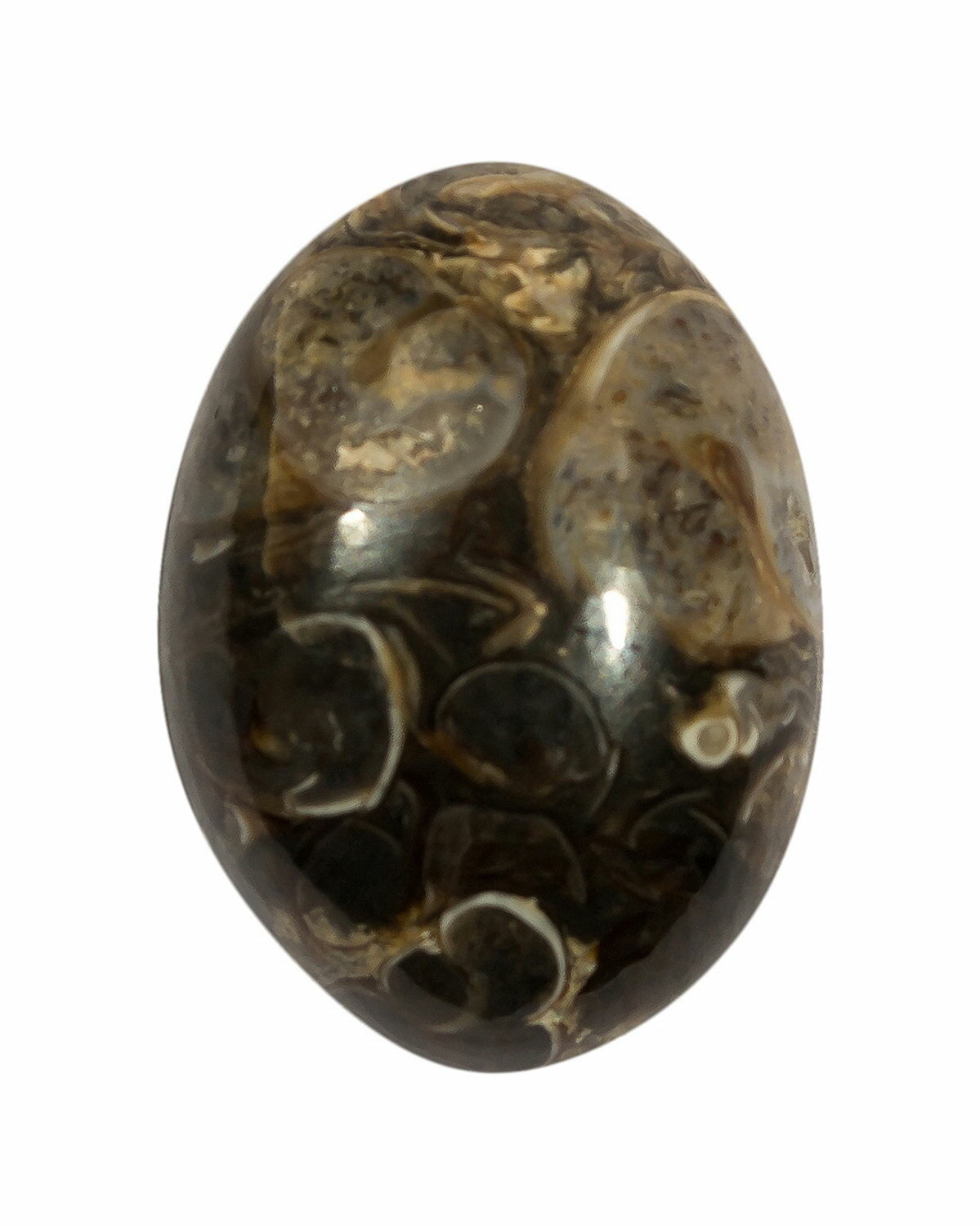 Кабошон агат турителла 22х16х8 мм.