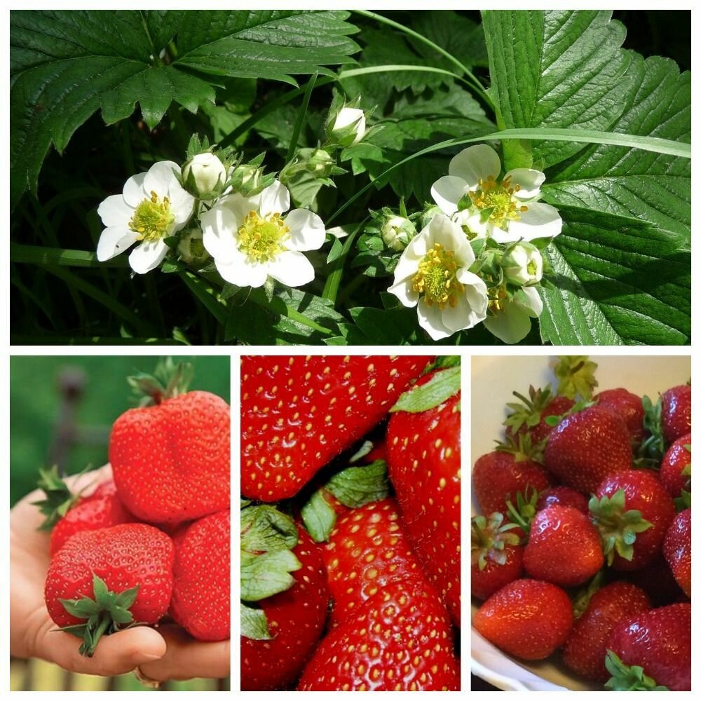 Комплект земляники Русский Размер; 3 шт