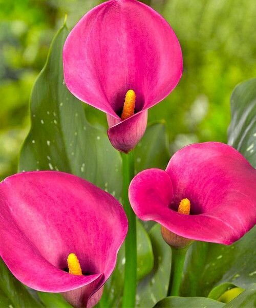 Калла Гарнет Глоу 1шт