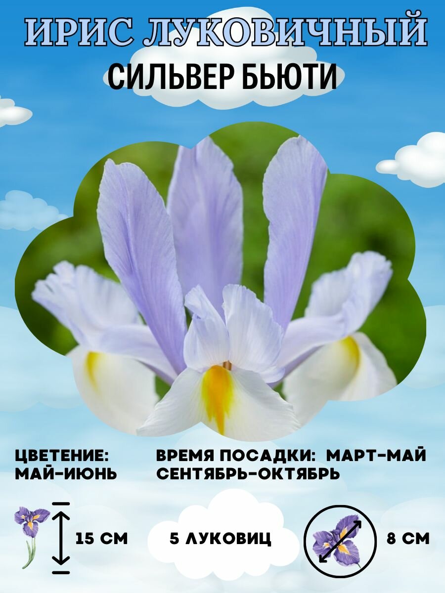 Ирис луковичный 5шт.