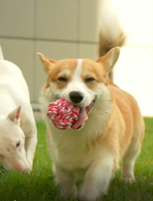 Игрушка плетёный мяч Japan Premium Pet для собак с интригующим ароматом и функцией чистки зубов, вкус клубника, S