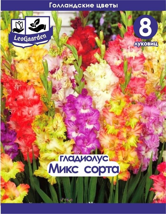 Гладиолус Луковица, Микс сортов, 8 шт