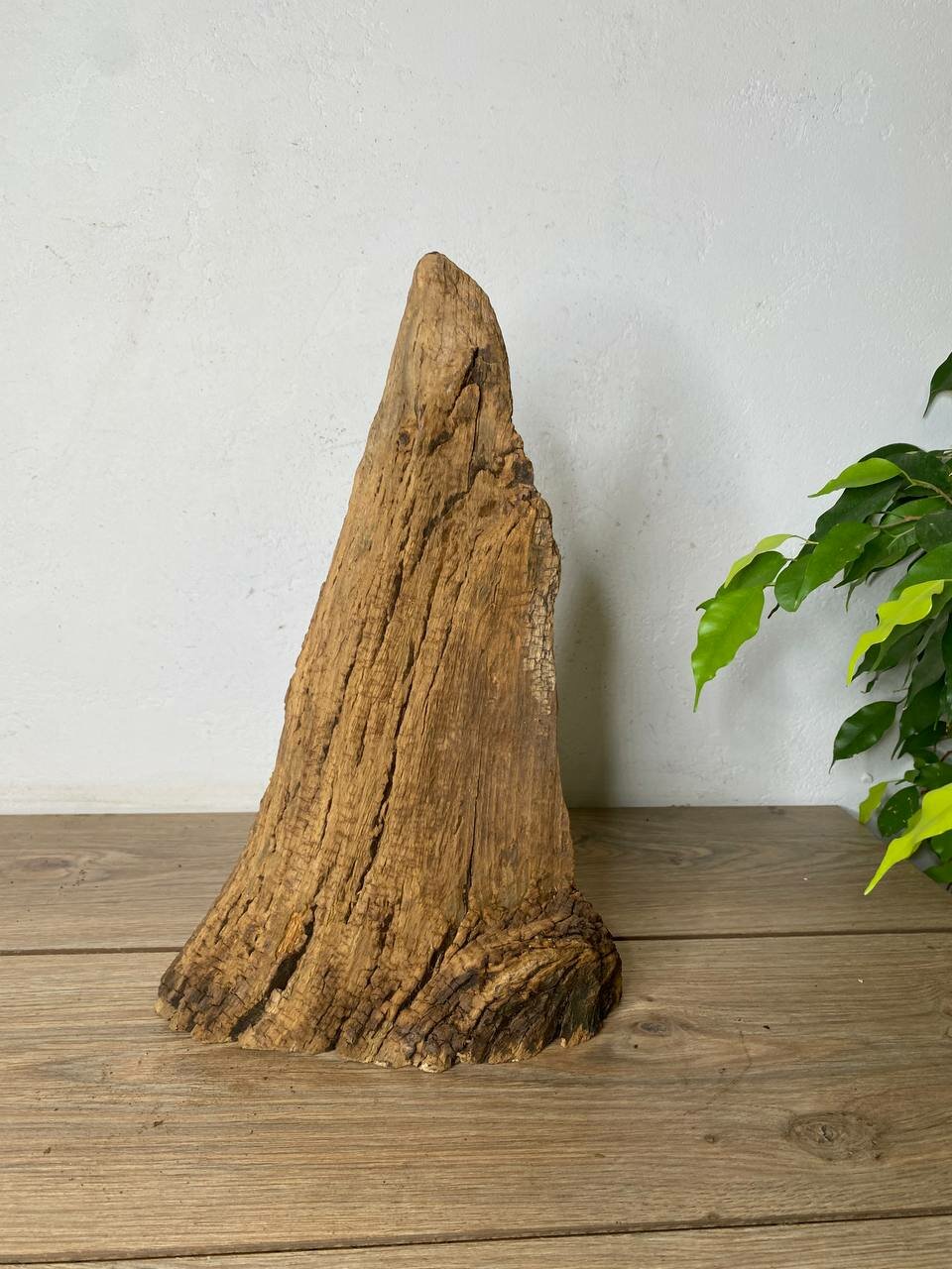 Сухой корень дуба для декора 34х24х12 см. Коряга для террариумов. Рутарий. арт 565