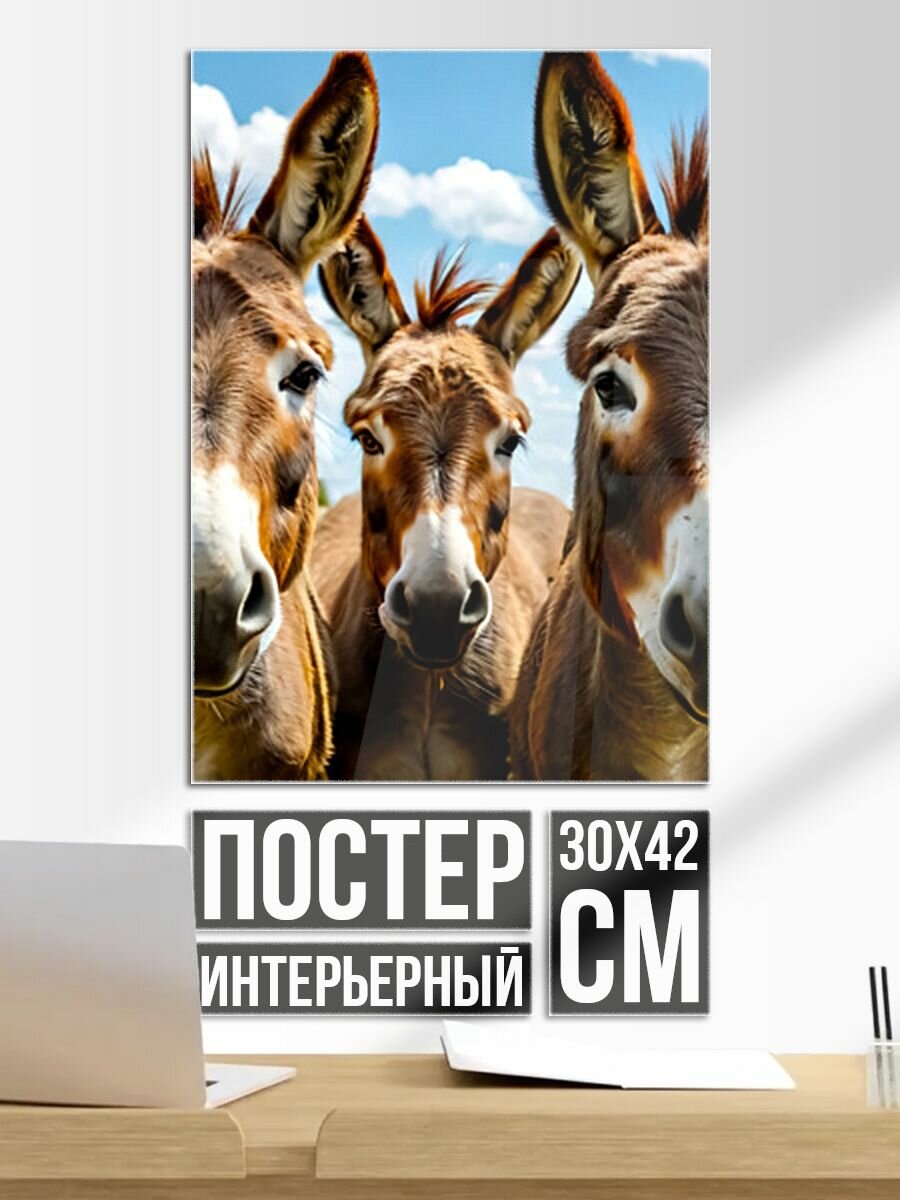 Постер на стену Стадо ослов