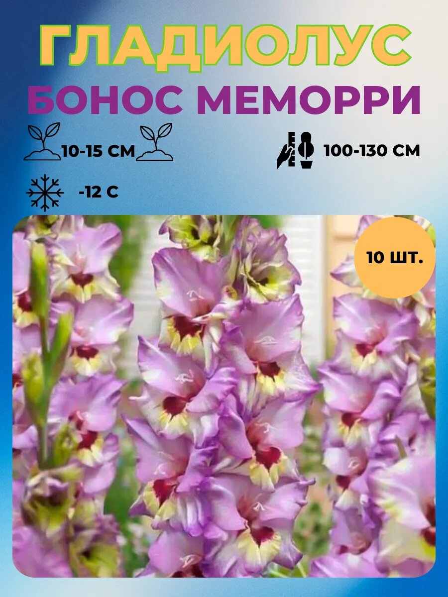 Гладиолус крупноцветковый, луковицы 10 штук