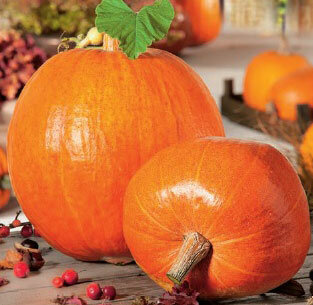 Семена тыквы Краса Огорода F1 (до 6-8 кг) 1 гр.