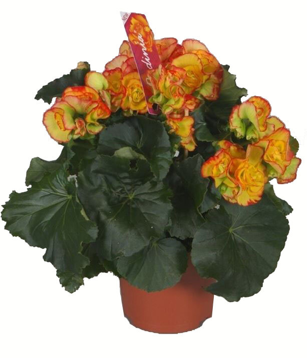 Бегония Бодиния Рио желтая - Begonia Elatior Doub Bodinia Rio D12 H30