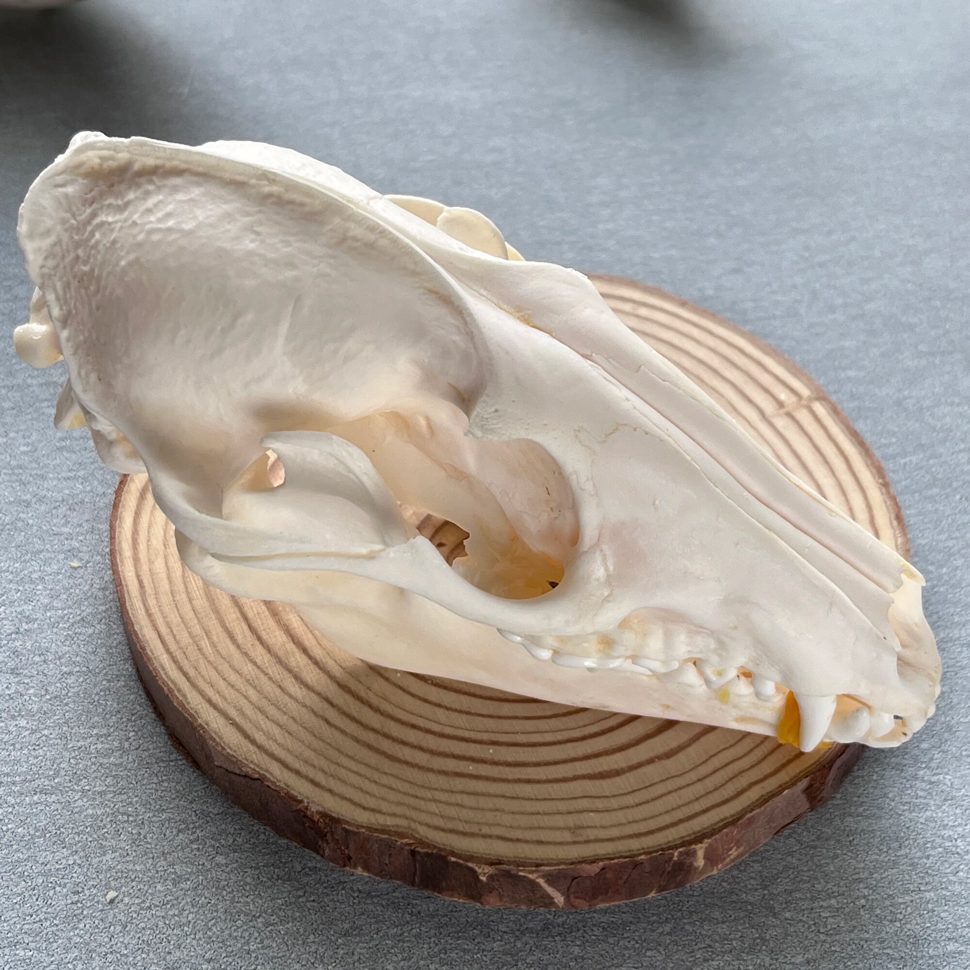 Настоящий череп енота