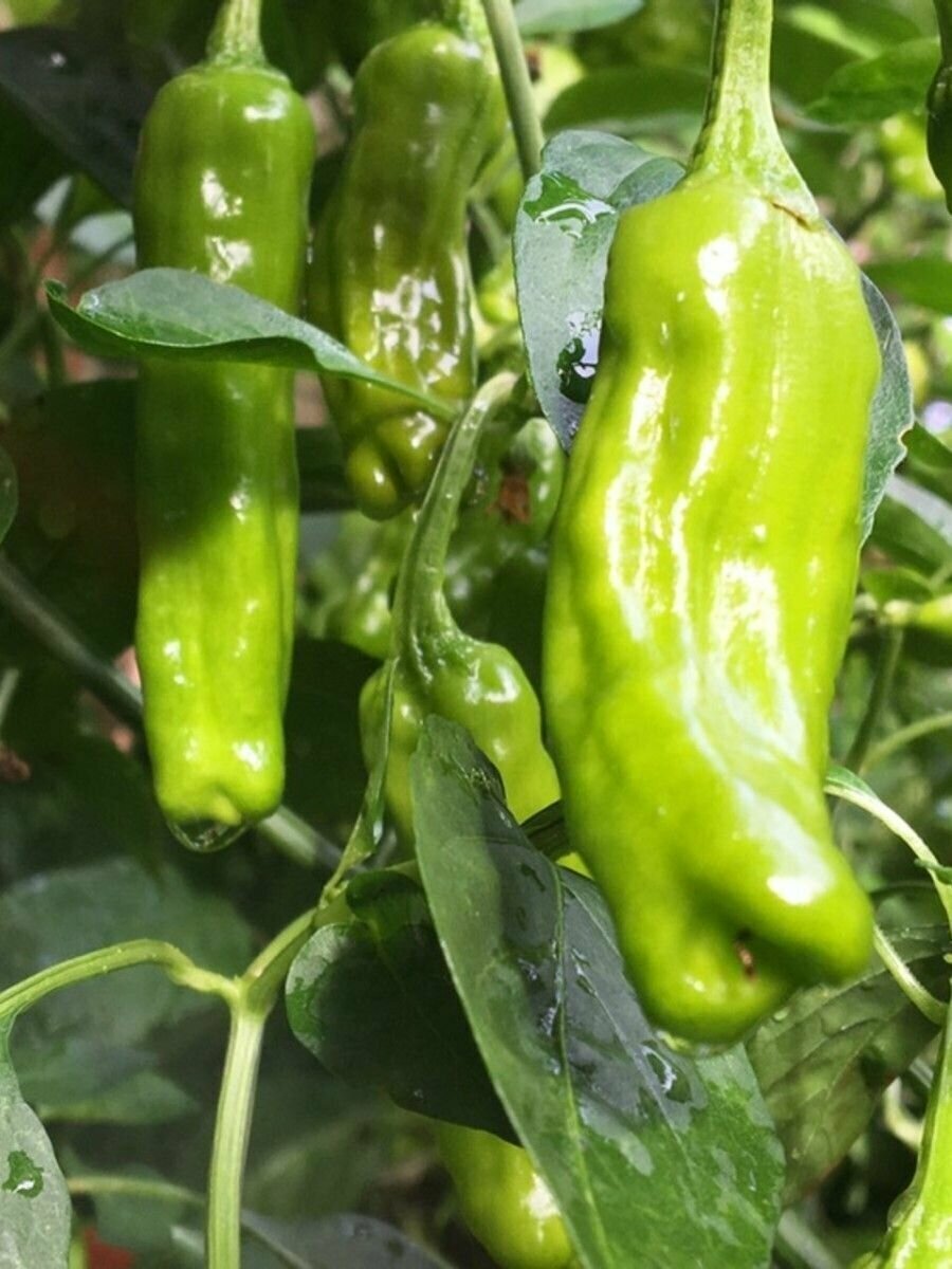 Семена Острый перец Шишито Тогараши (shishito togarashi), 5 штук