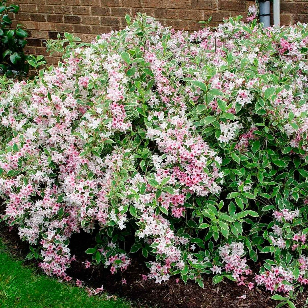 Вейгела цветущая Санни Принцесс (1 саженец в горшке Р9), Нидерланды