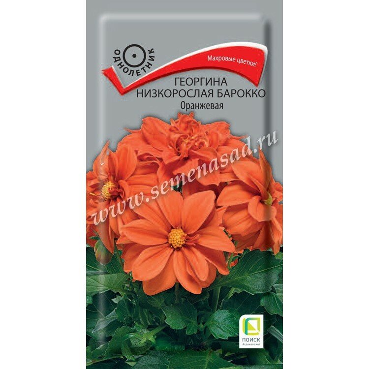 Семена георгины Поиск "Барокко", низкорослые, оранжевые, однолетние, 35см, 0.1г
