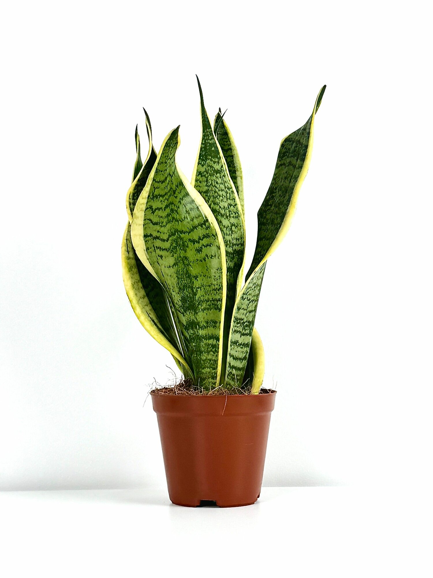 Запасная Сансевиерия Лауренти D12 Замша