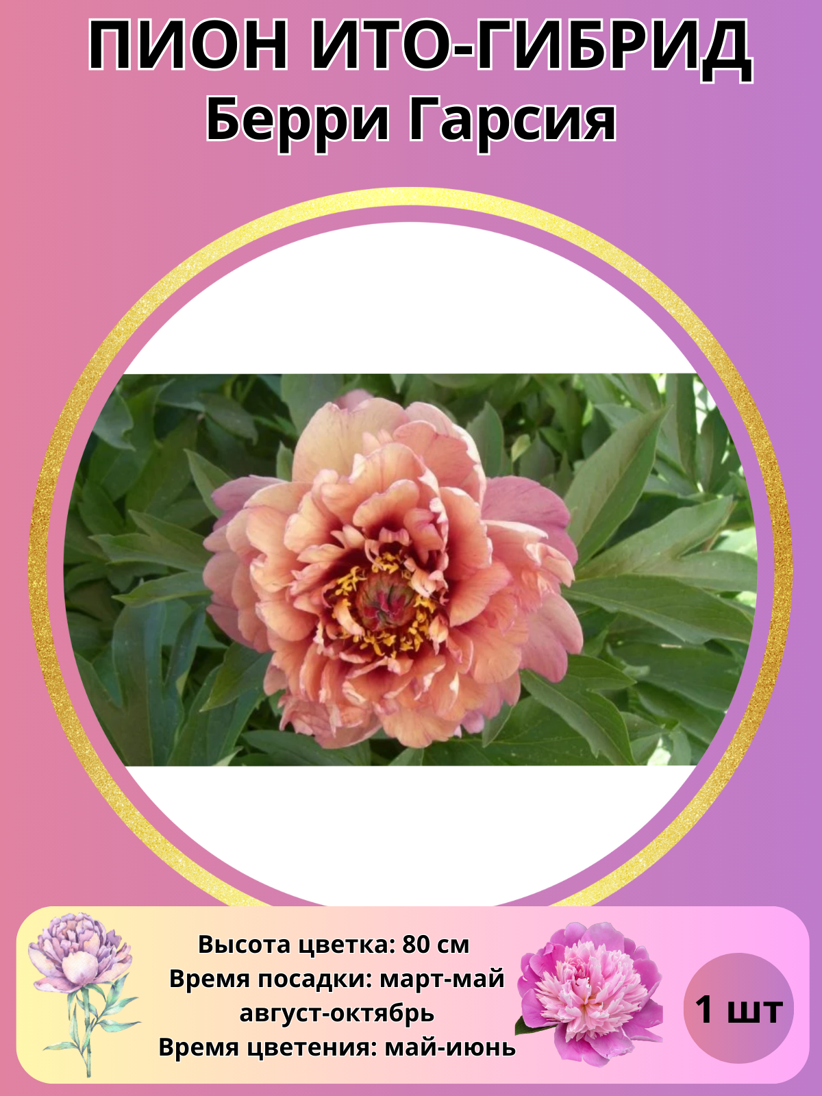Пион ИТО-гибрид Берри Гарсия, многолетние цветы