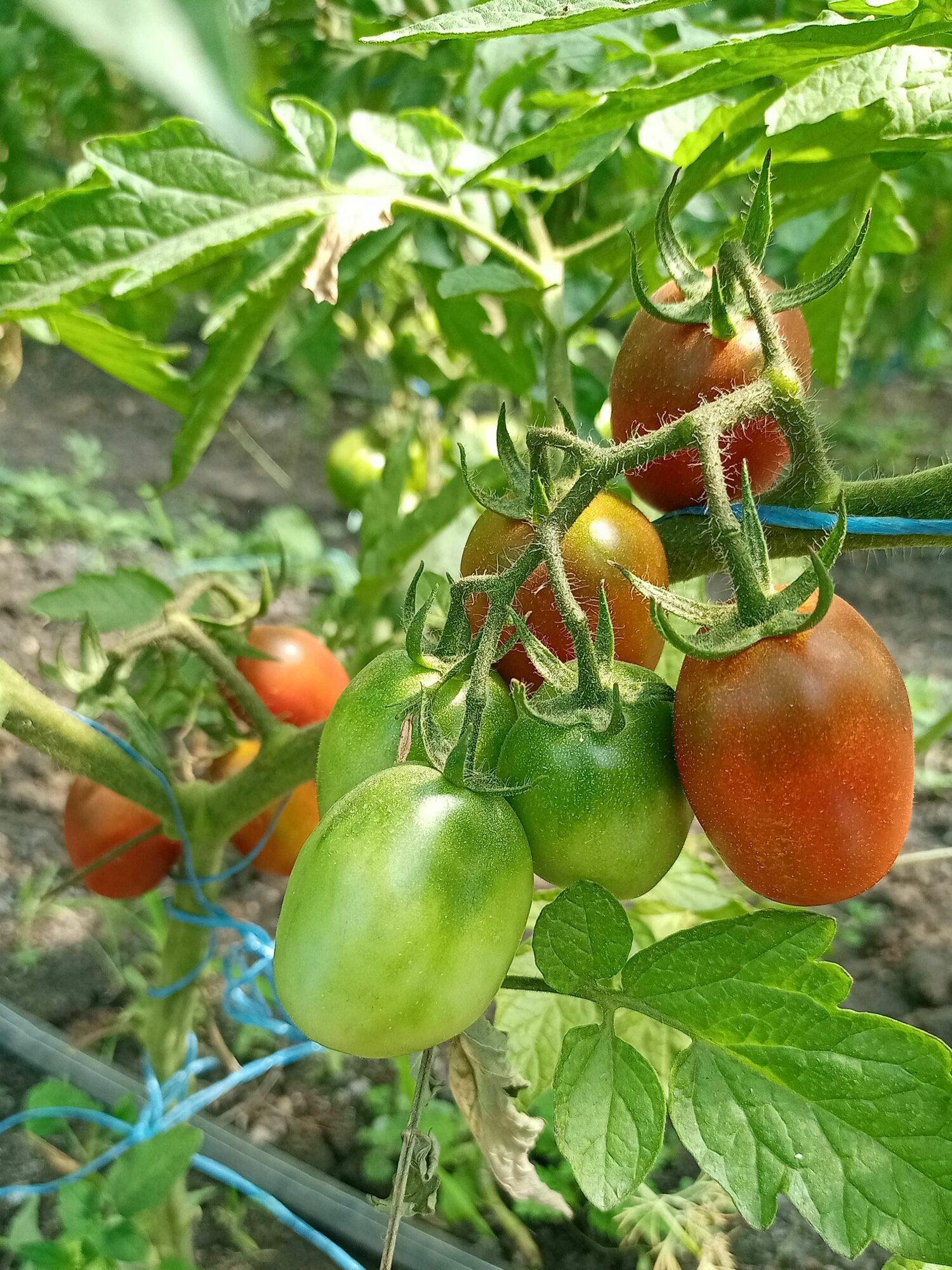 Томат "Сливка Чёрная" семена томата 10 шт. Коллекционный сорт.