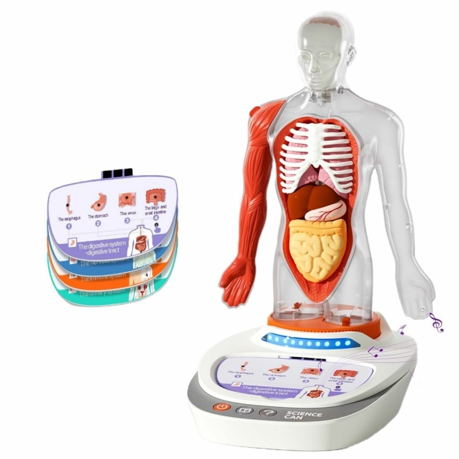 Съемная говорящая интерактивная модель анатомии человека, Интерактивный анатомический тренажер для обучения