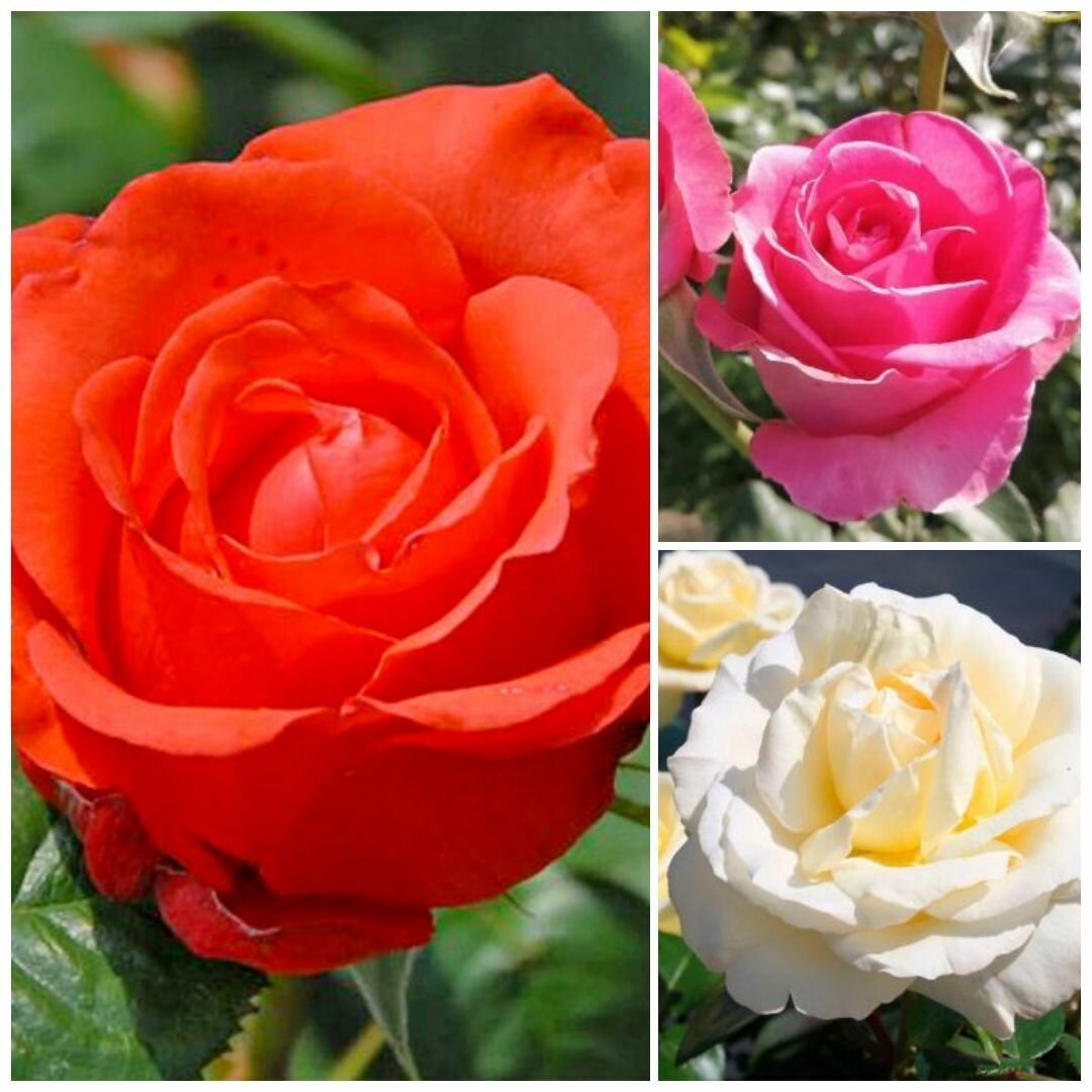 Комплект чайно-гибридных роз Сальвадор Дали 3 шт
