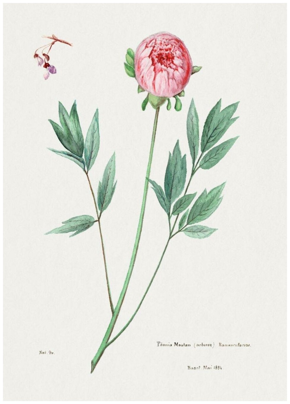 Постер / Плакат / Картина Пионы - Мутановый пион 60х90 см в подарочном тубусе