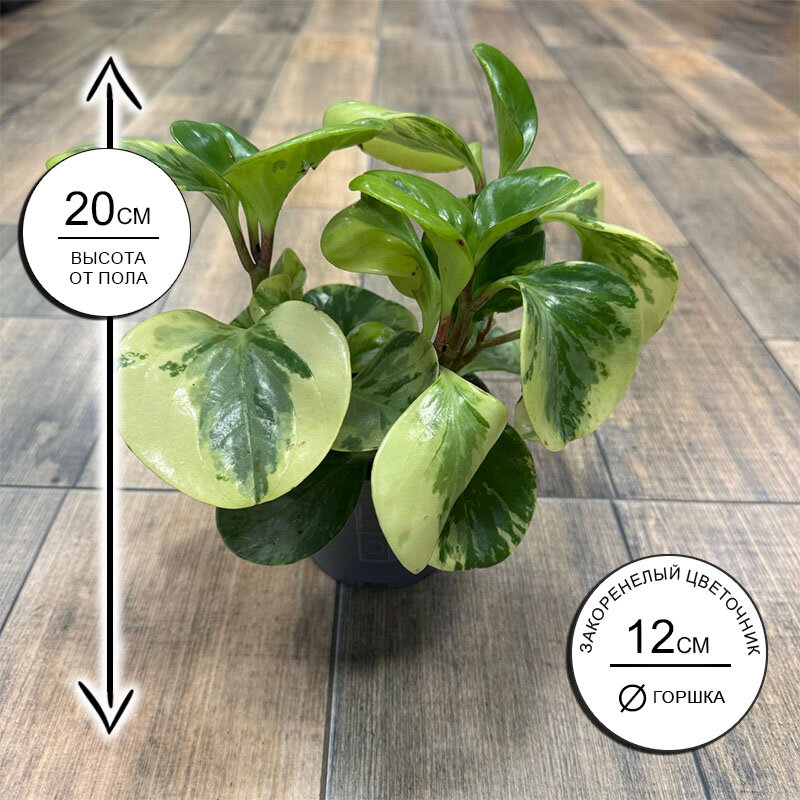 Пеперомия Грин Голд 12*20, живое комнатное растение в горшке, Закоренелый Цветочник
