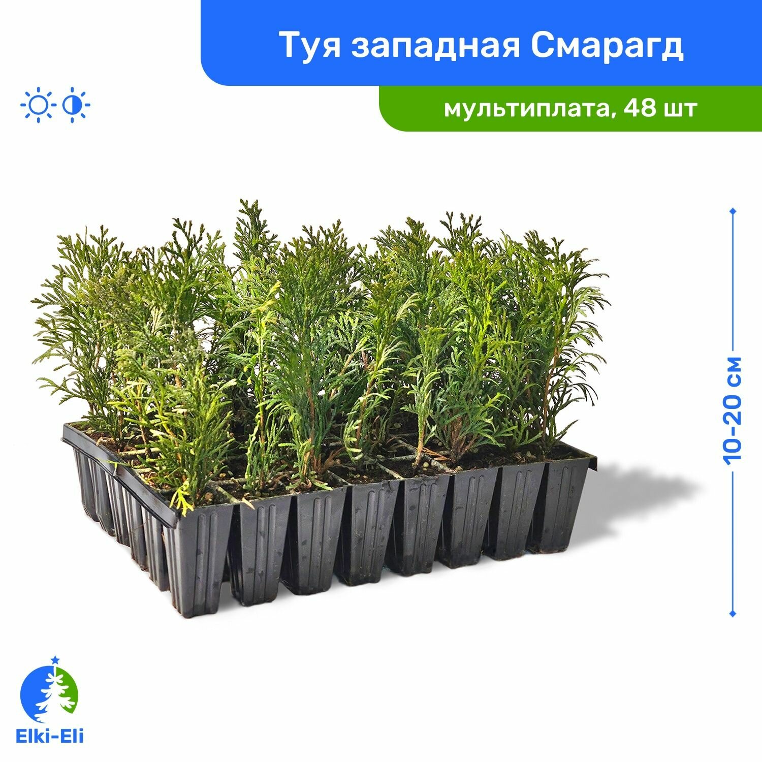 Туя западная Смарагд 10-20 см в мультиплате (48 ячеек), саженец, хвойное живое растение