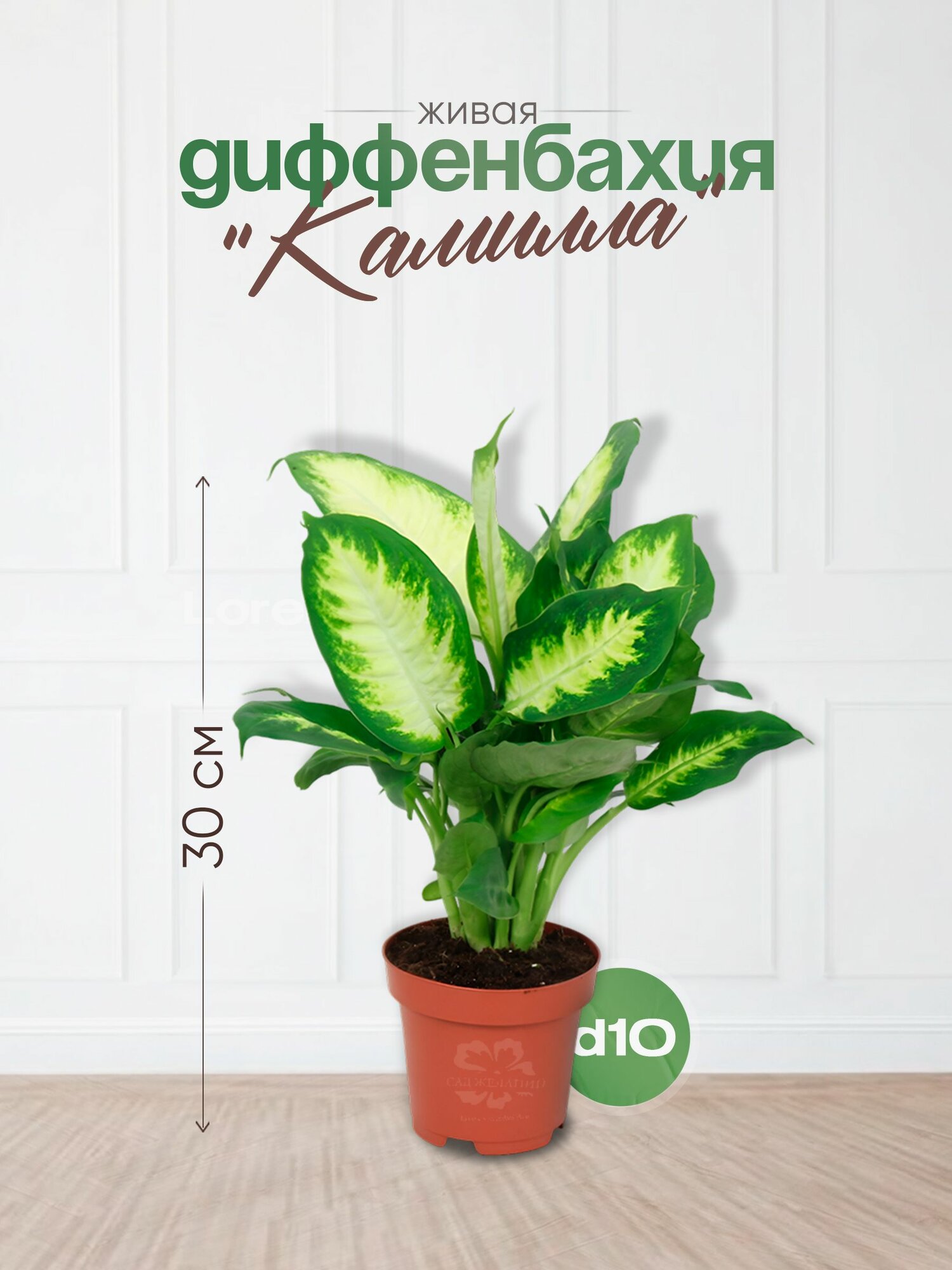 Диффенбахия Камилла 35*12