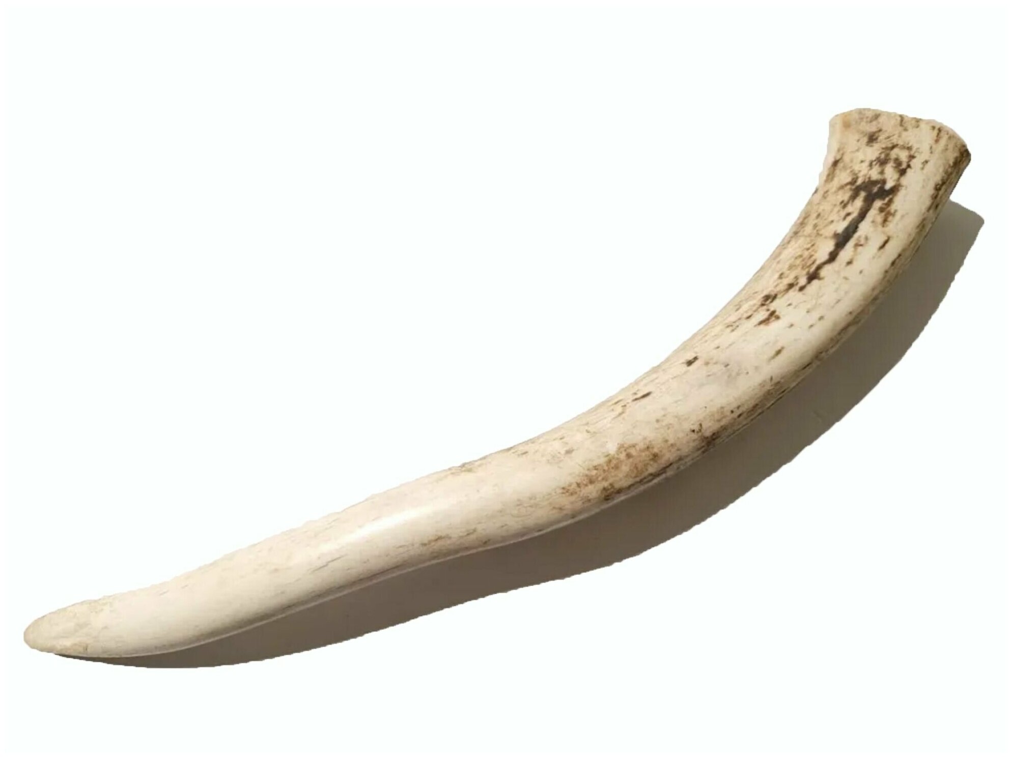 Рог марала (благородного оленя) для собак, 1 шт, для маленьких и средних пород "Размер 1", долгоиграющее натуральное и полезное лакомство, погрызушка, DOGROG