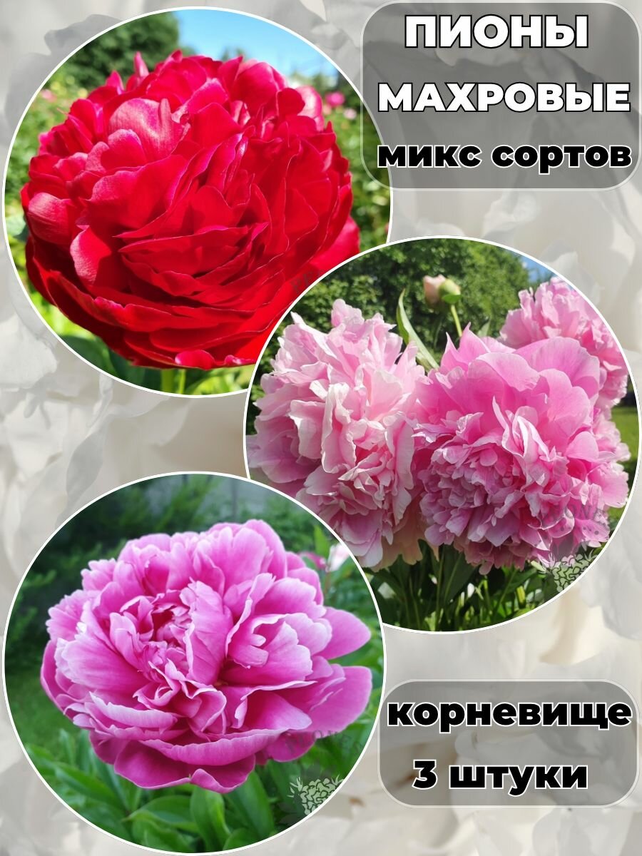Пионы махровые, многолетние цветы, для вертикального озеленения, микс сортов, 3 штуки