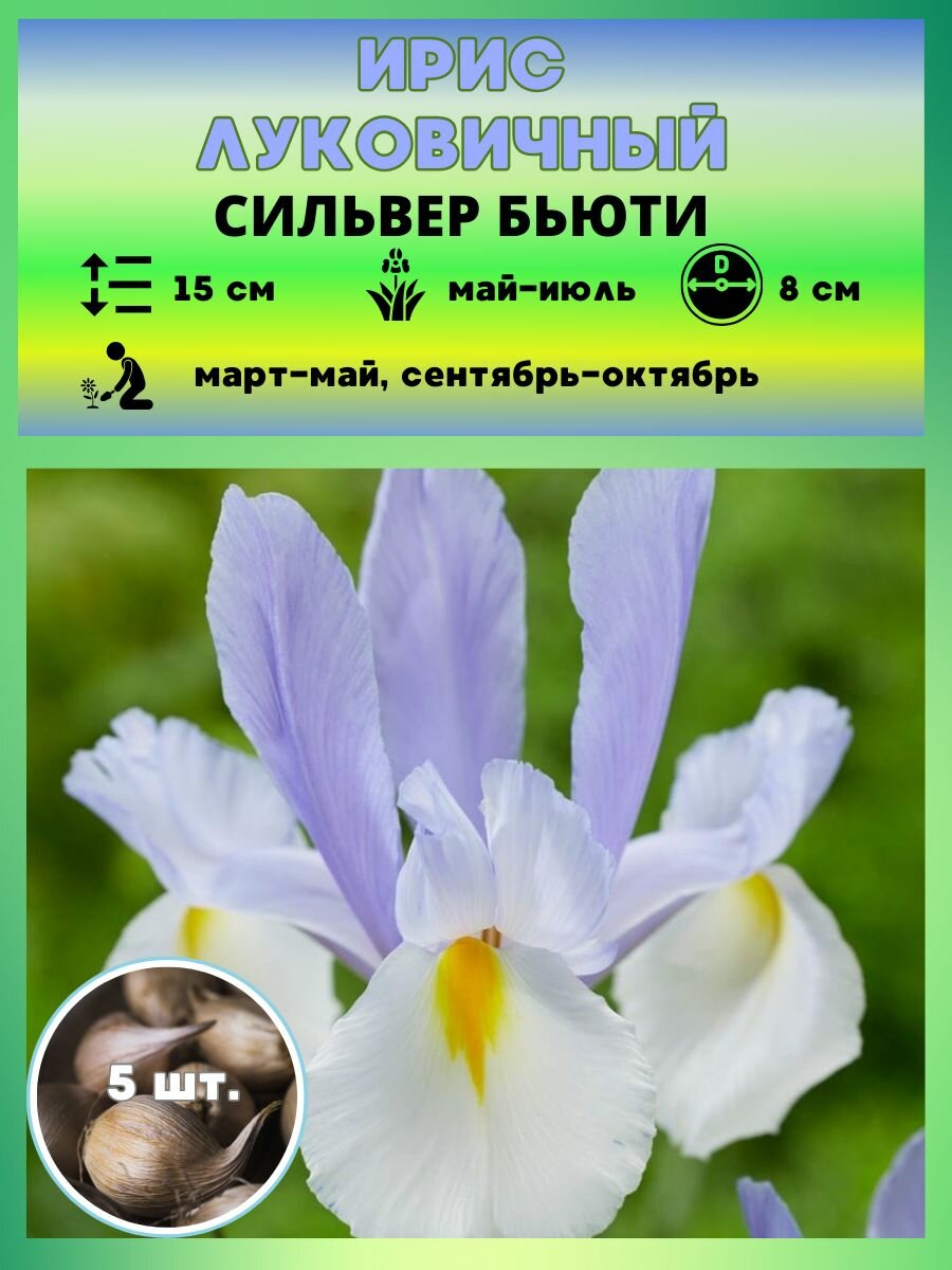 Ирис луковичный 5шт.