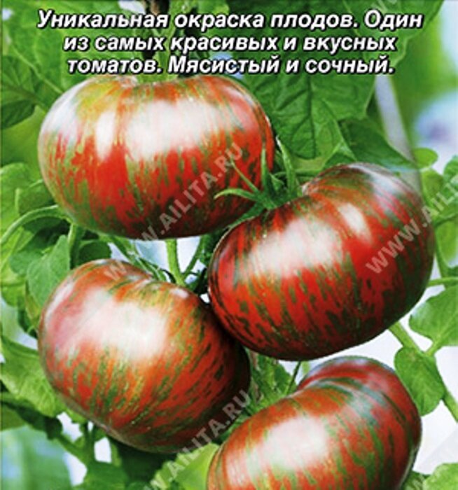 Семена Томат Амурский тигр