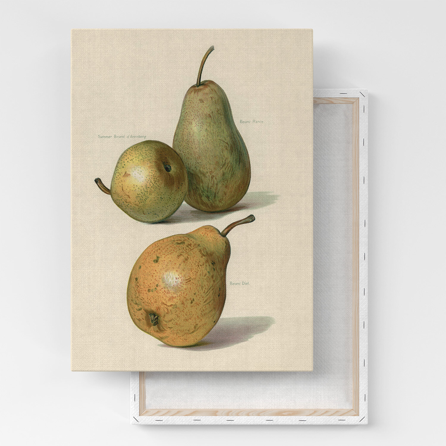 Картина на холсте, репродукция / Гравюры фруктов - груши / Размер 30 x 40 см